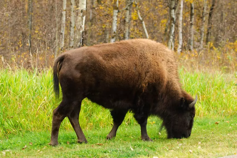5 Smoky Mountain Animals That No Longer Live in the National Park