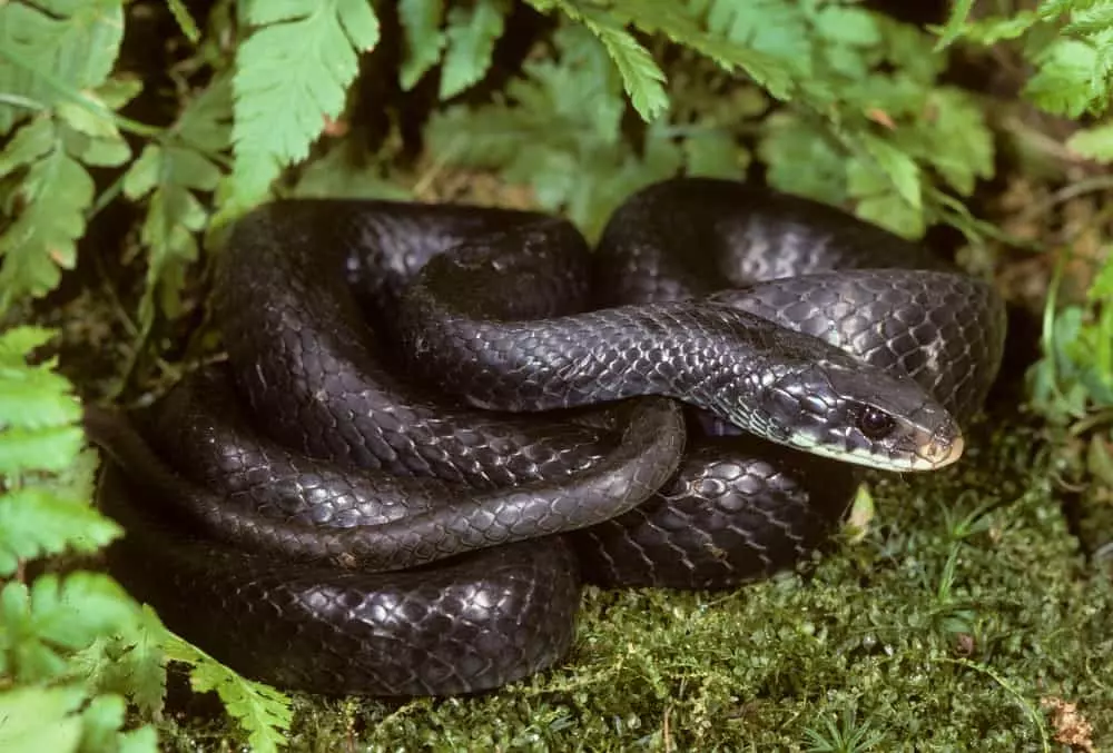 Snakes in the Smoky Mountains: Learn About the Types of Snakes in the ...