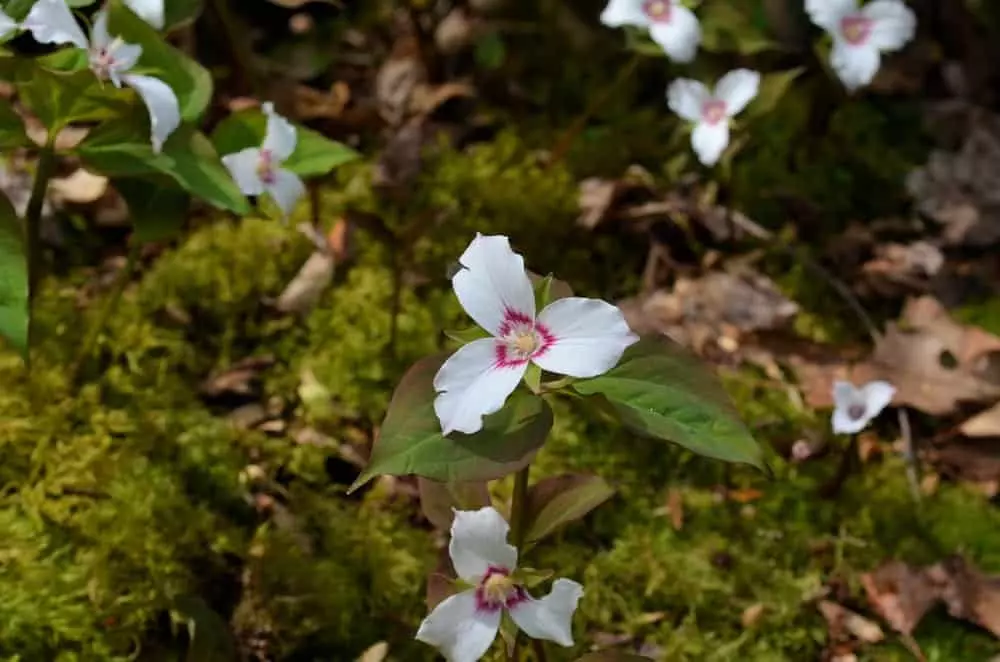 5 Beautiful Smoky Mountain Wildflowers to Look for This Spring