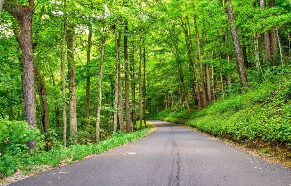 What to Expect Along the Roaring Fork Motor Nature Trail