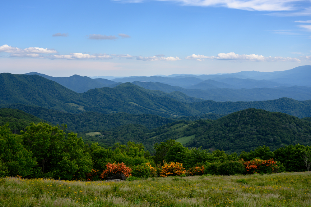 The History of Gregory Bald in the Smoky Mountains
