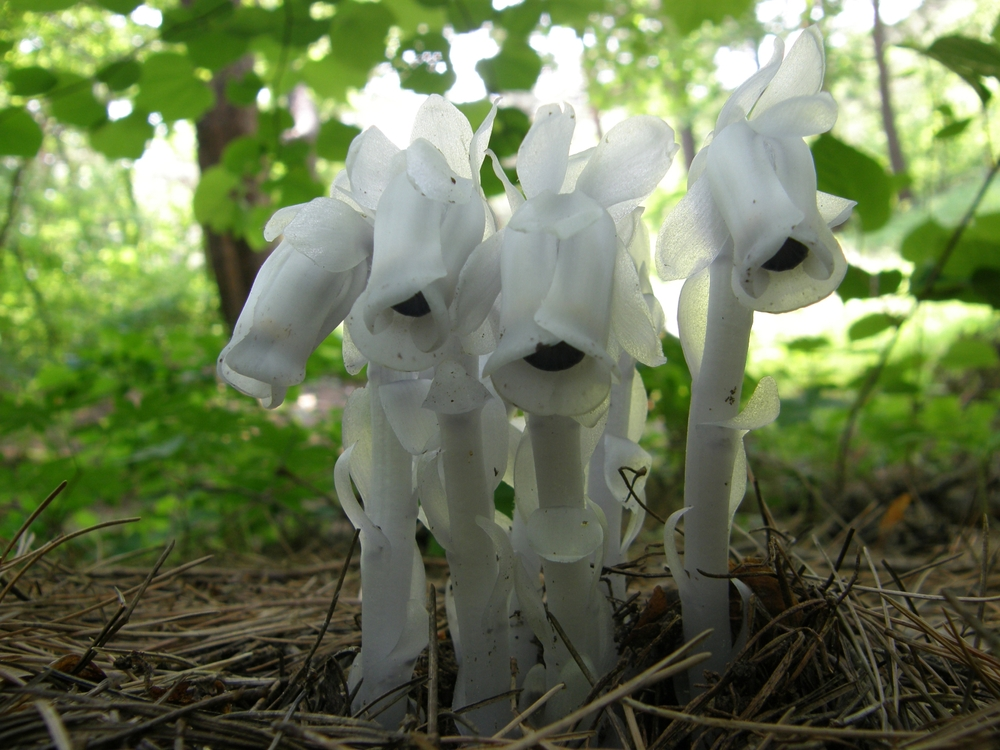 Top 3 Things to Know About the Unusual Ghost Plant in Smoky Mountains ...